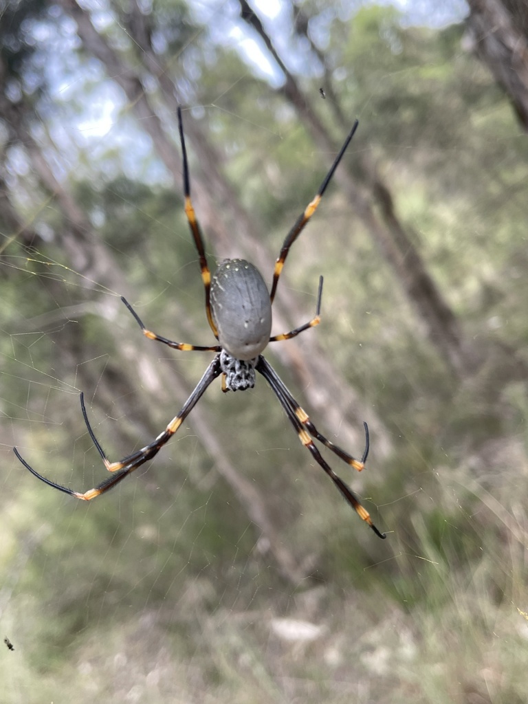 Tiger Spider from Windsor Downs Nature Reserve, Windsor Downs, NSW, AU ...