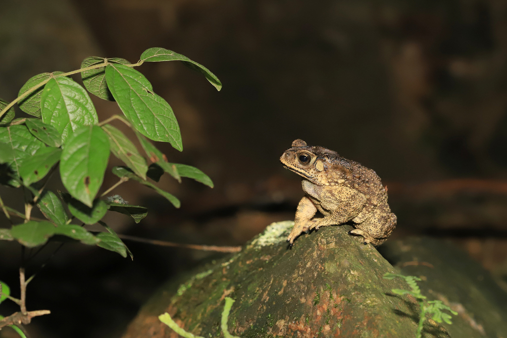Asian Common Toad from 中國廣東省惠州市博羅縣 on August 02, 2019 at 10:33 PM by ...
