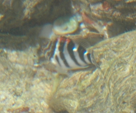 Giant hawkfish from Santa María Colotepec, Oax., México on July 22 ...