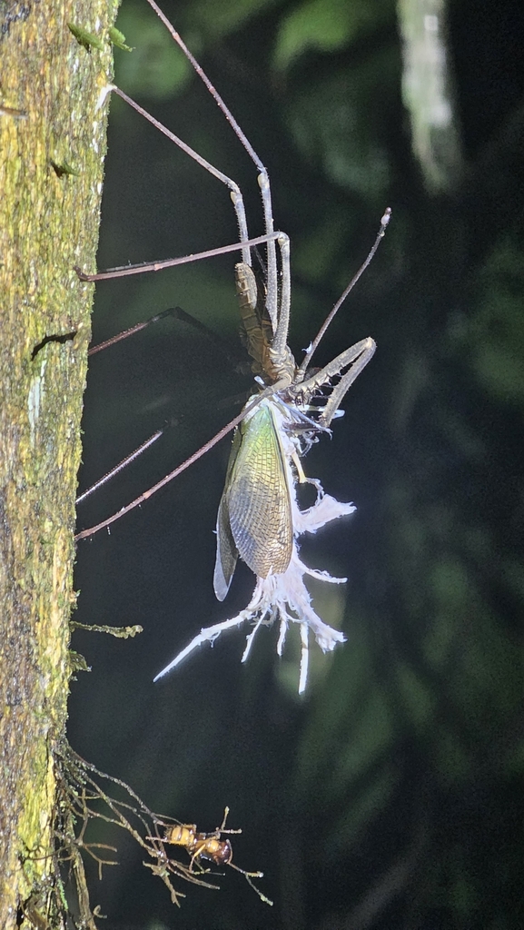 Tailless Whipscorpions from Limoncocha, Ecuador on April 9, 2025 at 10: ...