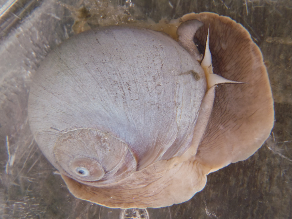 Shark Eye (Gulf Islands National Seashore Sealife) · iNaturalist