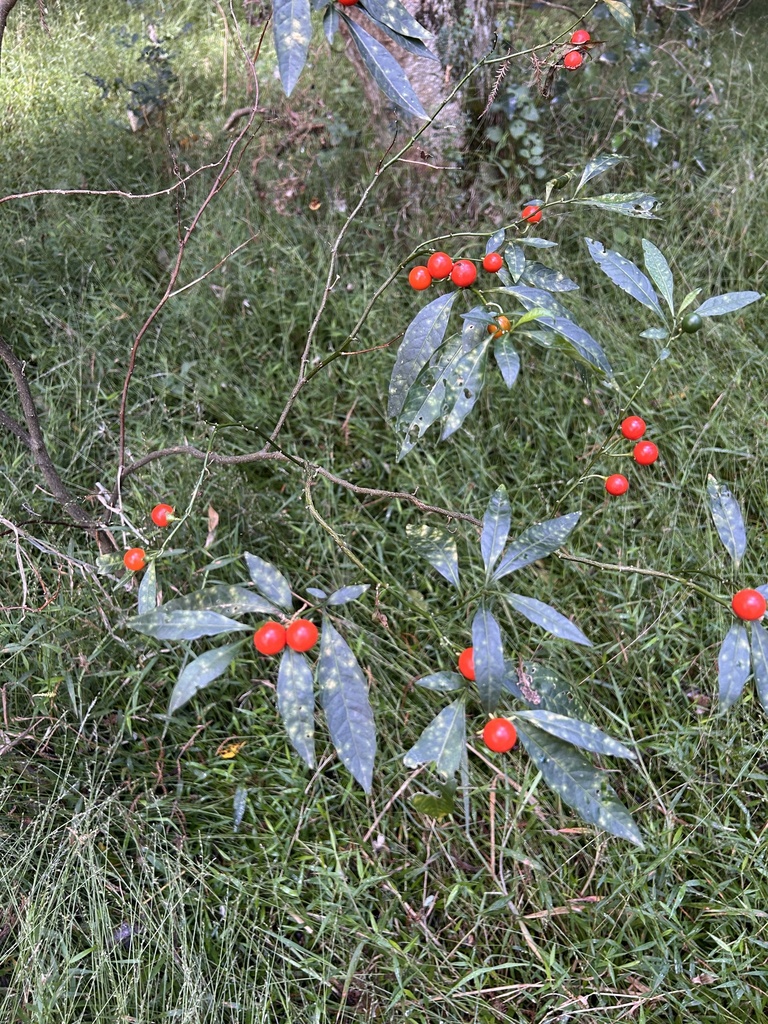 Jerusalem cherry from Maramarua Forest, Te Kauwhata, Waikato, NZ on ...