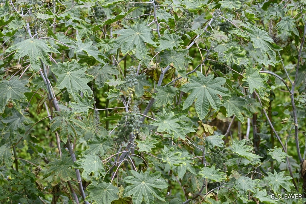 castor bean from EL, Parramatta NSW 2116, Australia on April 10, 2025 ...