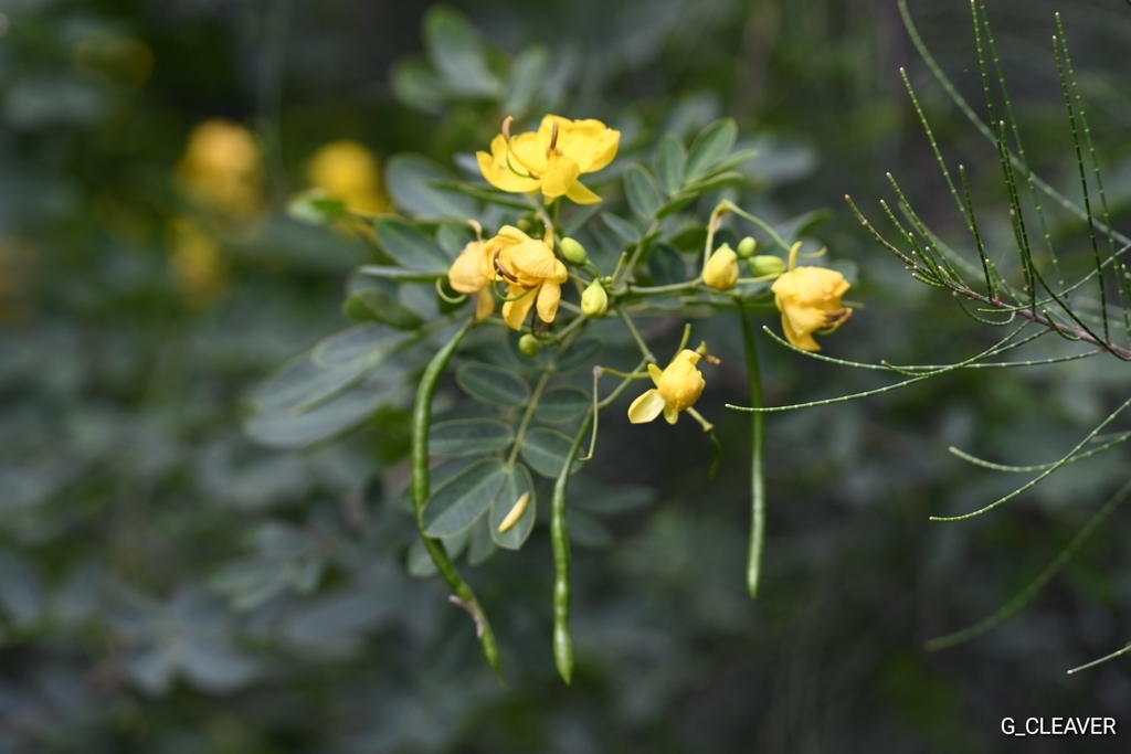 Christmas Senna from EL, Parramatta NSW 2116, Australia on April 10 ...
