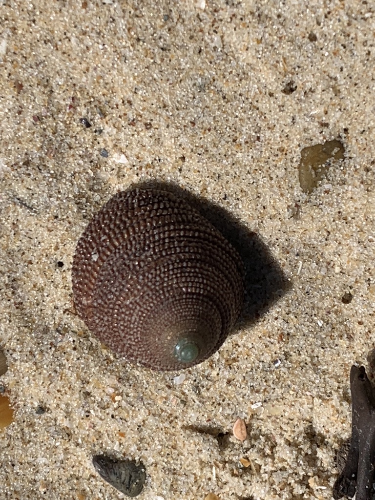 Clanculus maugeri from Urunga, NSW, AU on April 10, 2025 at 12:27 PM by ...