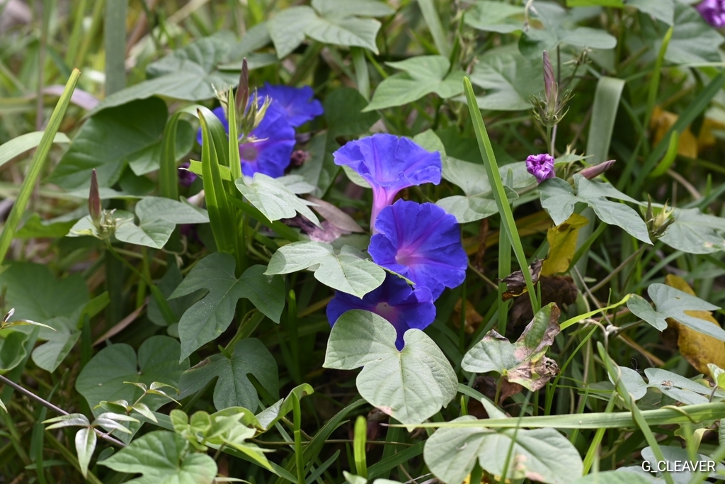 oceanblue morning glory from Rydalmere NSW 2116, Australia on April 10 ...
