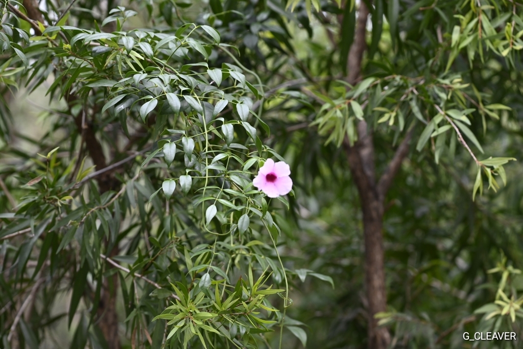 Bower Plant from Rydalmere NSW 2116, Australia on April 10, 2025 at 11: ...