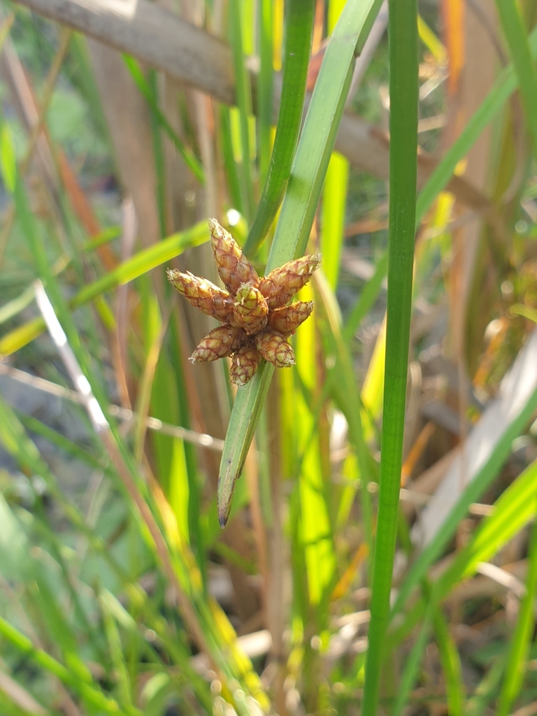Bog Bulrush from Block O, Coffs Harbour NSW 2450, Australia on April 10 ...