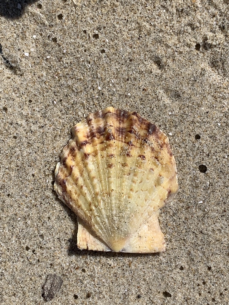 Livid Fan Scallop from Urunga, NSW, AU on April 10, 2025 at 12:33 PM by ...