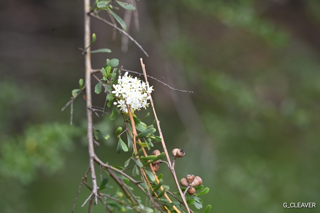 Australian Blackthorn from Rydalmere NSW 2116, Australia on April 10 ...