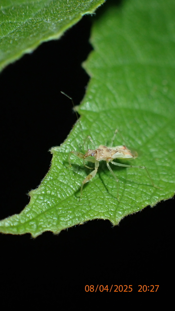Gorpis elegans from Bukit Panjang, Singapore on April 8, 2025 at 08:27 ...