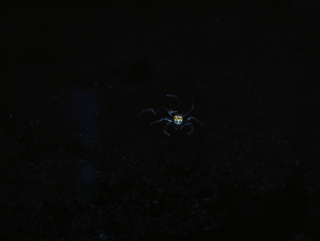 Typical Jumping Spiders from Churhe Bada, Brahmapuri, Maharashtra ...