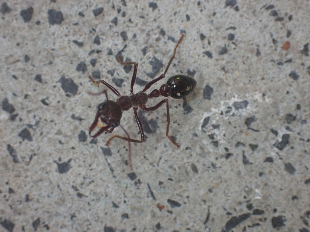 Inchman Ant from 4 Ronald Ct, Somerville VIC 3912, Australia on April ...