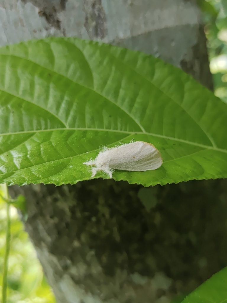 Nygmiini from Eriam, Panapuzha, Kerala, India on April 10, 2025 at 02: ...