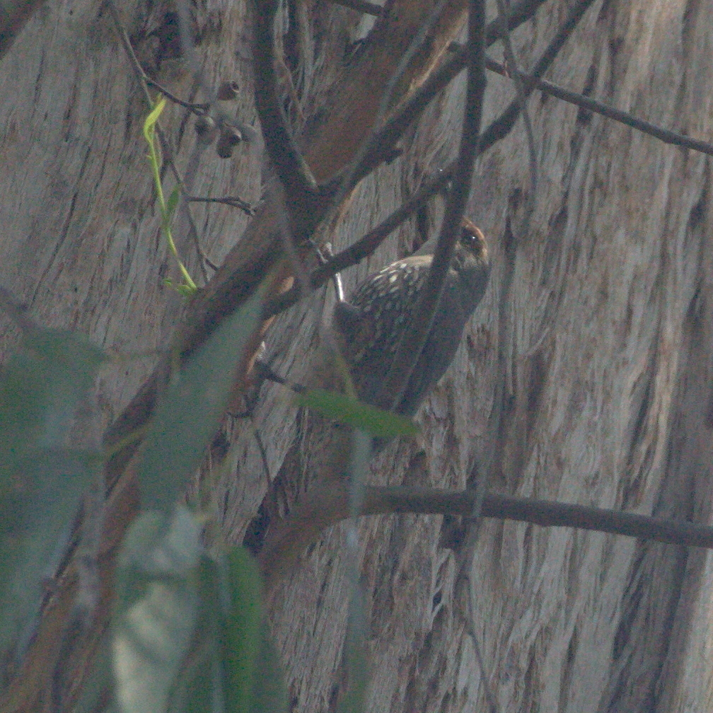 Red-browed Treecreeper from Kalorama VIC 3766, Australia on April 10 ...