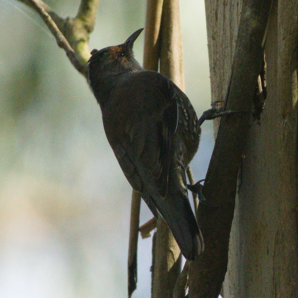 Red-browed Treecreeper from Kalorama VIC 3766, Australia on April 10 ...
