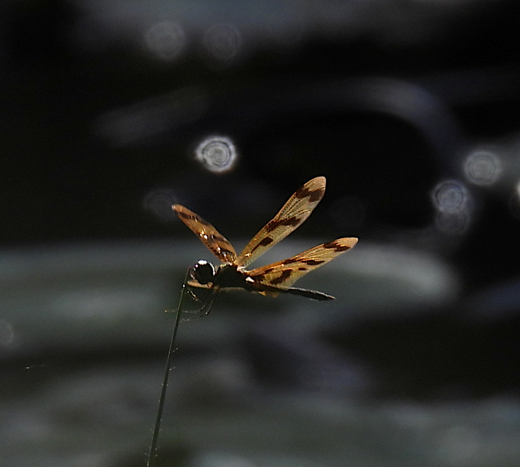 Graphic Flutterer from 4th Lagoon Deagon Wetlands, Sandgate QLD 4017 ...