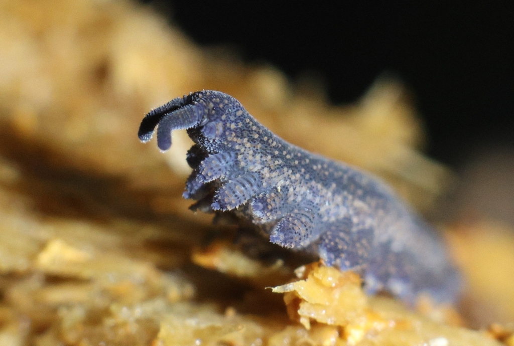 Dunedin peripatus in April 2025 by Diego Carena-Santiago · iNaturalist