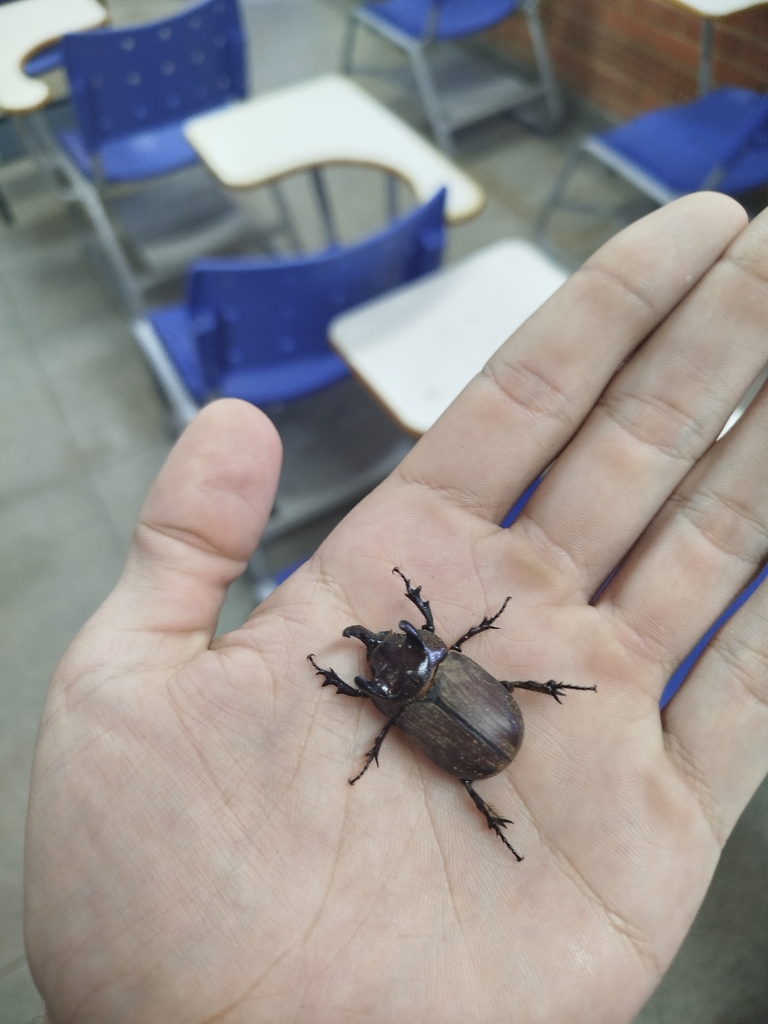 Coelosis bicornis from Ipameri, BR-GO, BR on April 10, 2025 at 07:42 AM ...