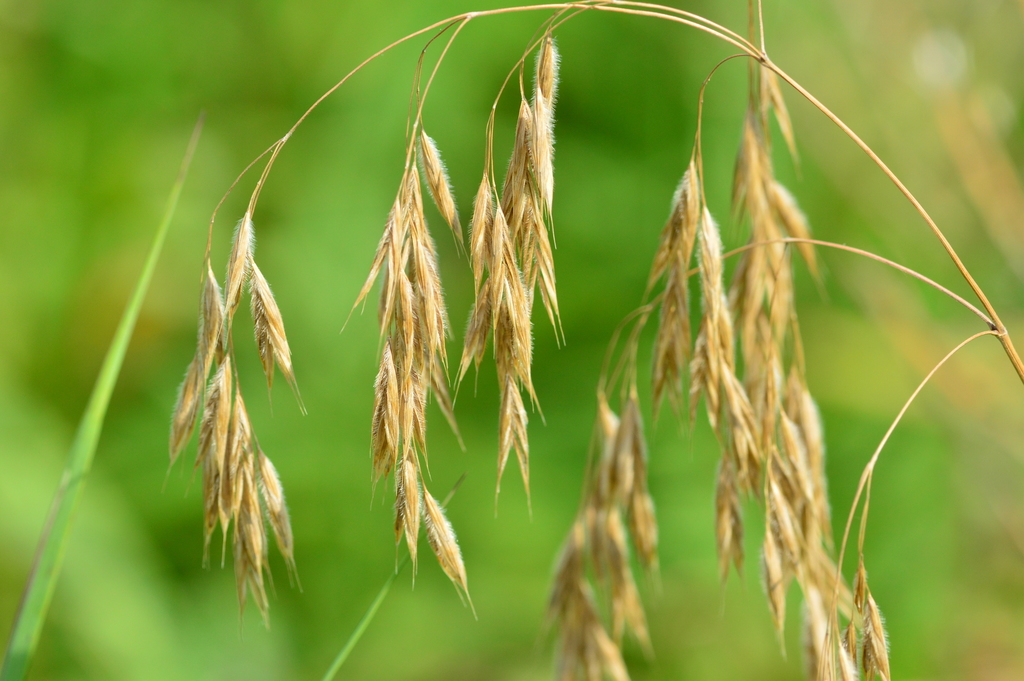 Fringed brome (Plants of Lone Mesa State Park) · iNaturalist