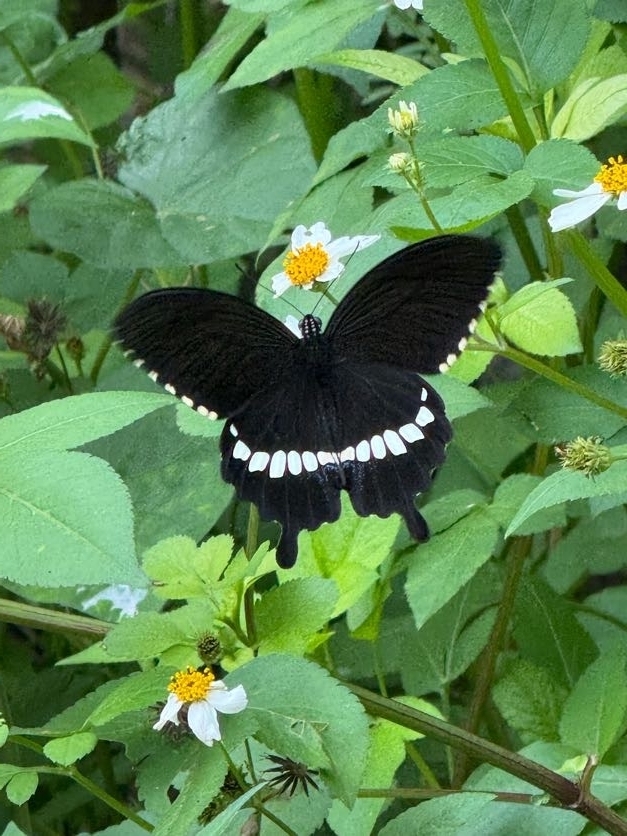 Common Mormon Swallowtail from 926 Taketomi, Yaeyama District, Okinawa ...