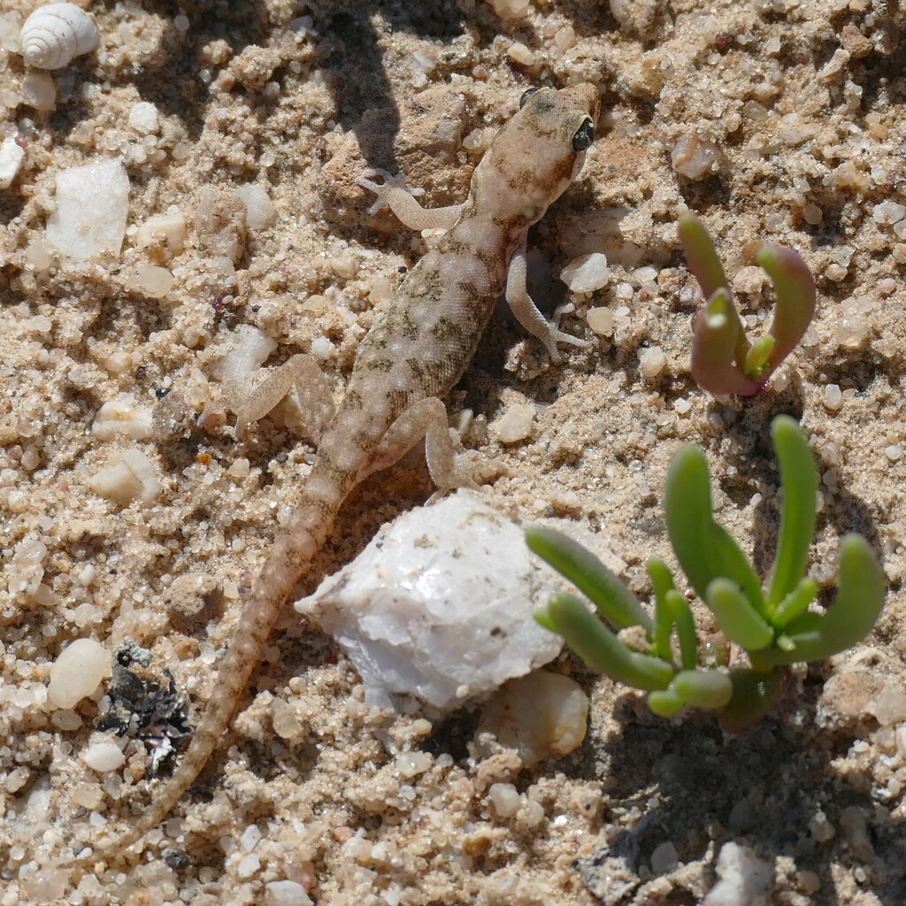 Pointed Thick-toed Gecko from Namib desert, area Mt Wlotzka, Erongo ...