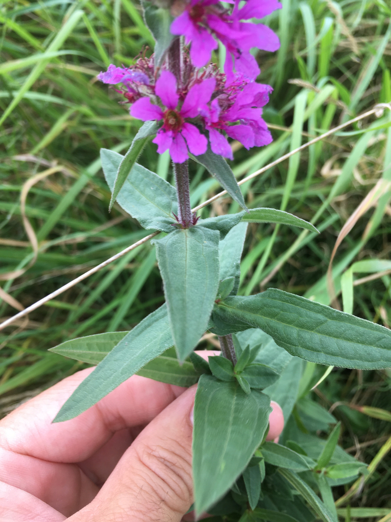 purple loosestrife (ADIRONDACK RESEARCH GUIDEBOOK) · iNaturalist