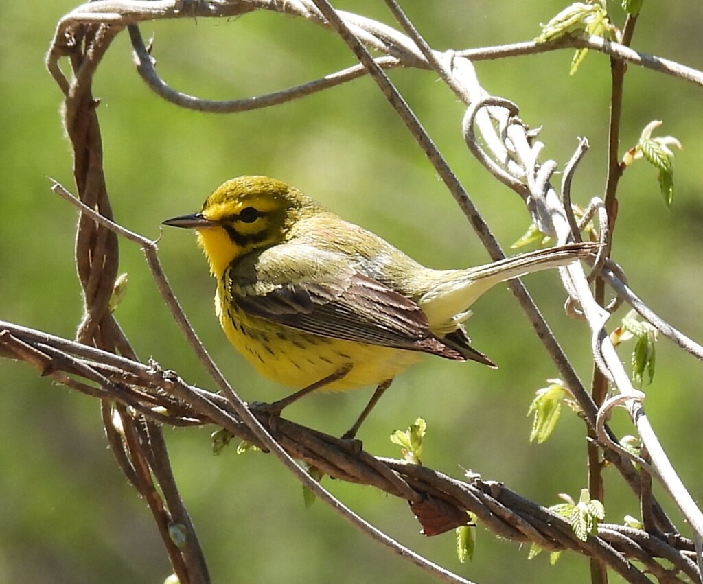 Prairie Warbler from Saulsbury Rd., Hardeman County, TN, USA on April 8 ...