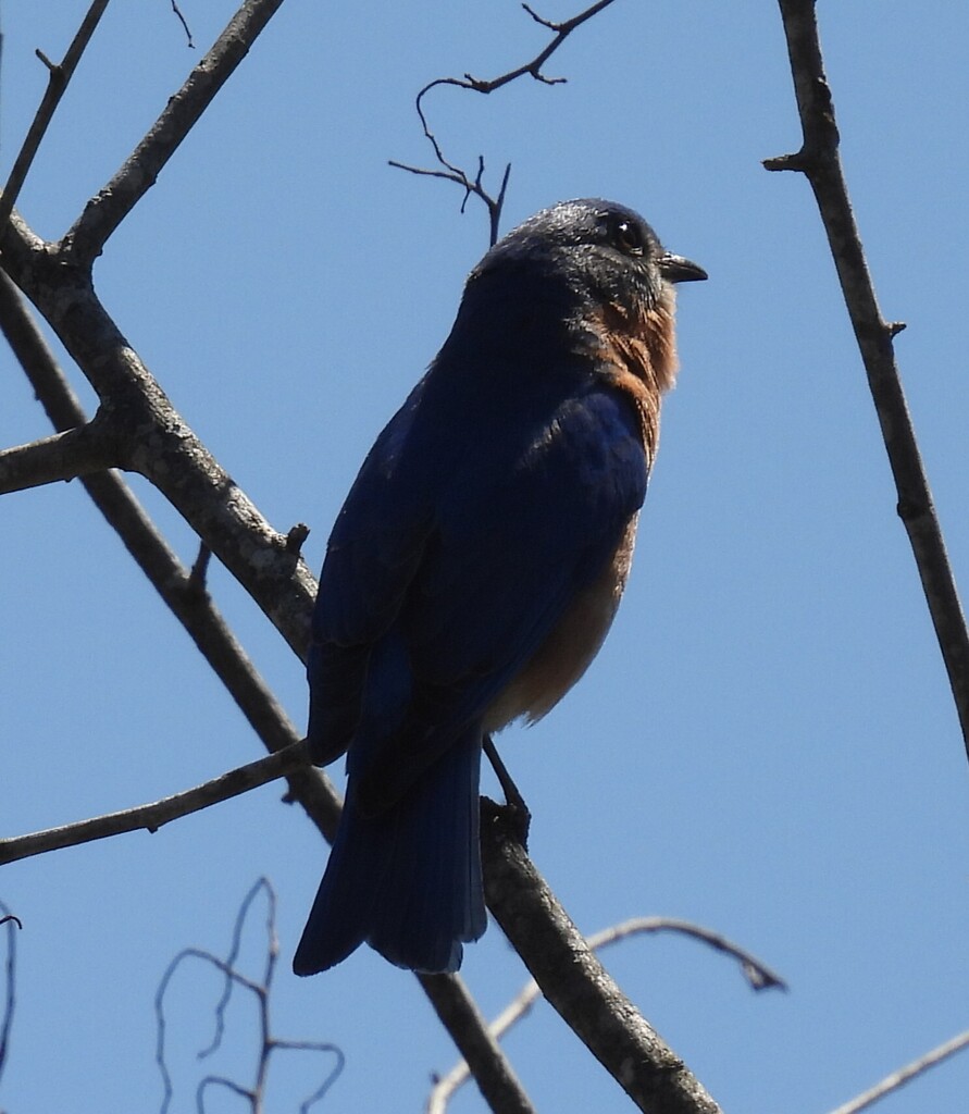 Eastern Bluebird from Saulsbury Rd. at Spring Creek, Hardeman County ...