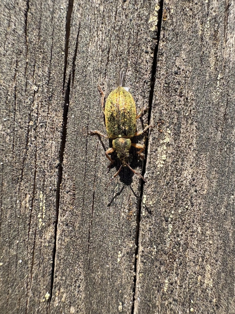 Common Leaf Weevil from Wolston Lane, Coventry, England, GB on April 10 ...