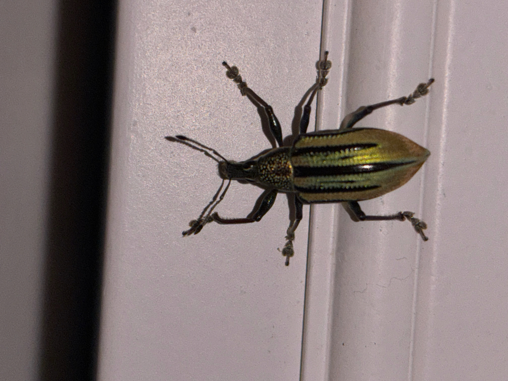 Diaprepes Root Weevil from Robin Hood Trail W, Sarasota, FL, US on ...