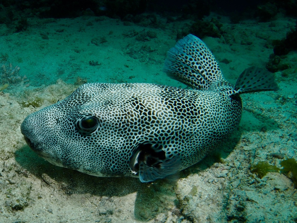 Starry Puffer from Dahab, EG-JS, EG on April 1, 2025 at 01:43 PM by ...