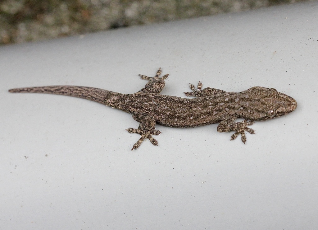 Asian House Gecko from 紅葉公園, 白河區, 臺南市, TW on April 10, 2025 at 02:26 PM ...