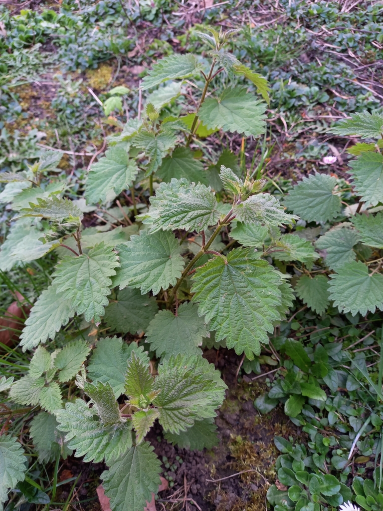 great stinging nettle from Kingston upon Thames KT1 2EE, UK on 10 April ...