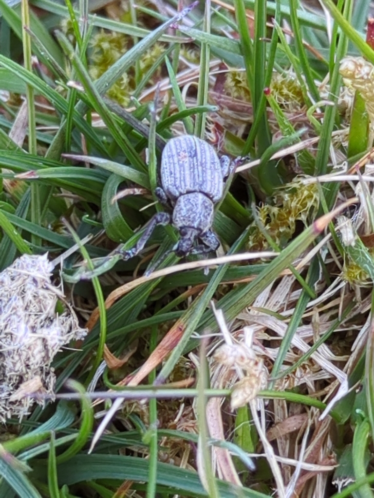 Clover Leaf Weevil from Cornwall, UK on April 10, 2025 at 12:30 PM by ...