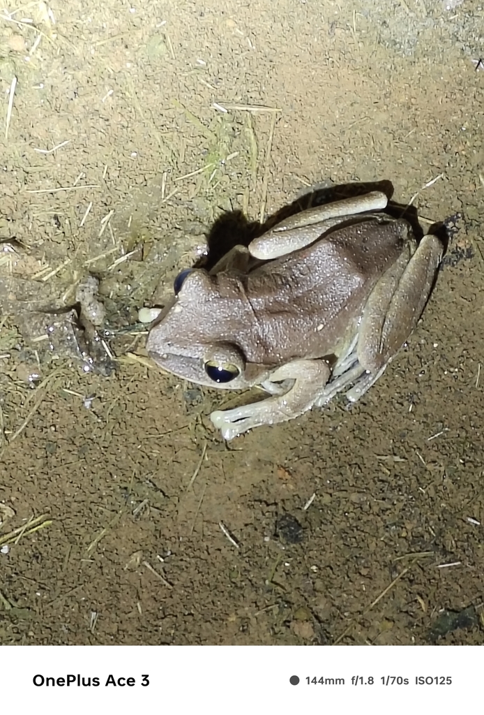 whipping frogs from Ji'an, CN-JX, CN on March 25, 2025 at 08:58 PM by ...