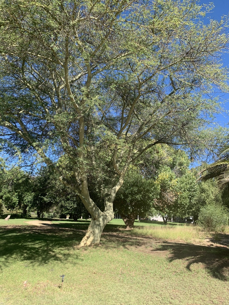 fever tree from Breede Valley, Western Cape, ZA on April 10, 2025 at 02 ...
