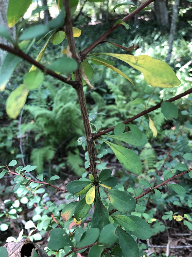 American barberry (Berberis canadensis) - Botanical Realm