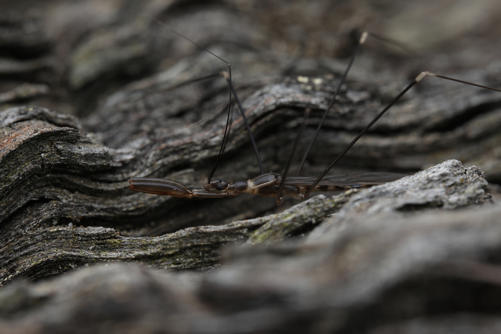 Leistarches serripes from Altona SA 5351, Australia on April 10, 2025 ...