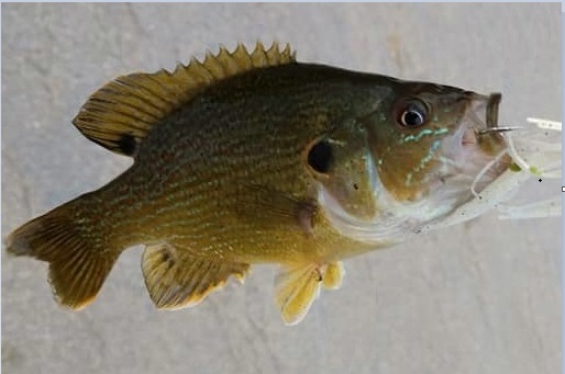Green Sunfish from Linn County, IA, USA on August 19, 2017 at 11:36 AM ...