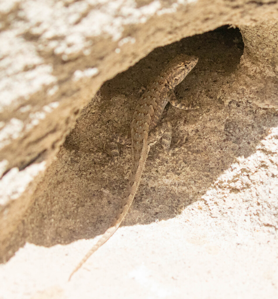 Western Side-blotched Lizard from San Diego County, CA, USA on April 6 ...