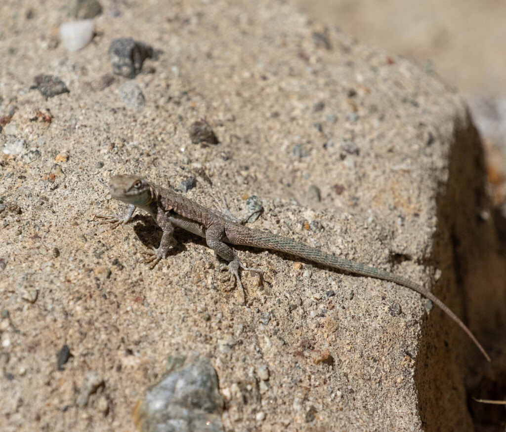 Western Side-blotched Lizard from San Diego County, CA, USA on April 6 ...