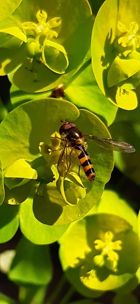 Meligramma cincta from Ipplepen, Newton Abbot TQ12 5UL, UK on April 10 ...