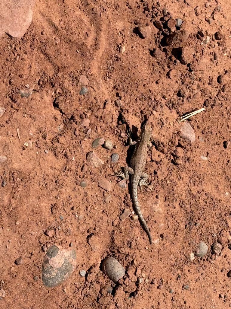 Common Side-blotched Lizard from Corona Arch Trail, Moab, UT, US on ...