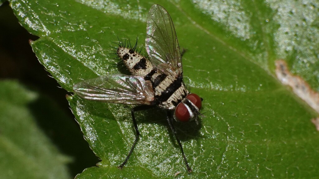 Trigonospila transvittata from BNHS CEC on April 10, 2025 at 09:25 AM ...