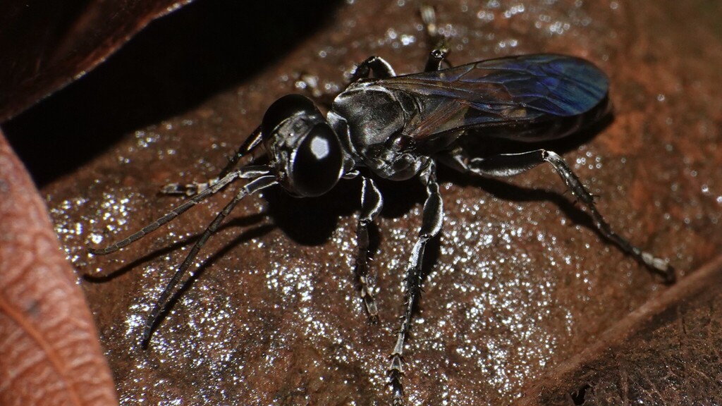 Liris from BNHS CEC on April 10, 2025 at 10:17 AM by Dinesh Sharma ...