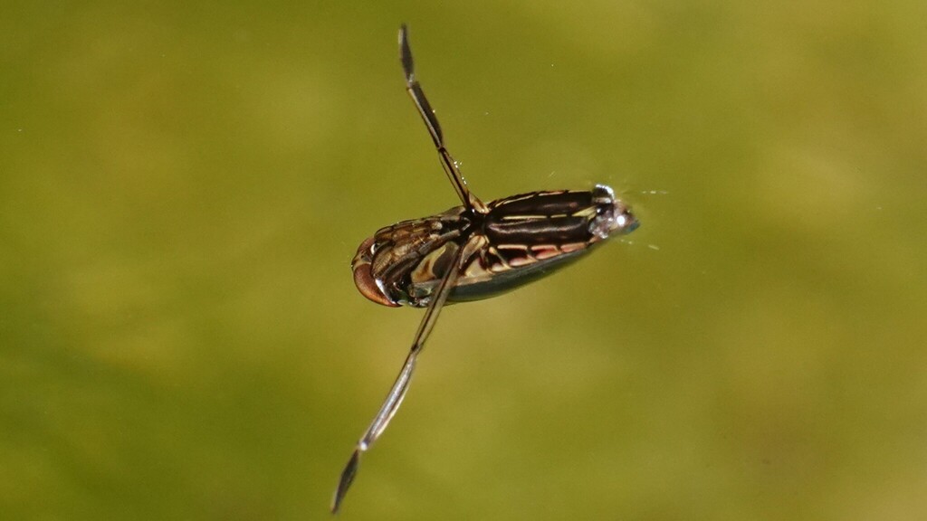 Common Backswimmers from BNHS CEC on April 10, 2025 at 09:51 AM by ...