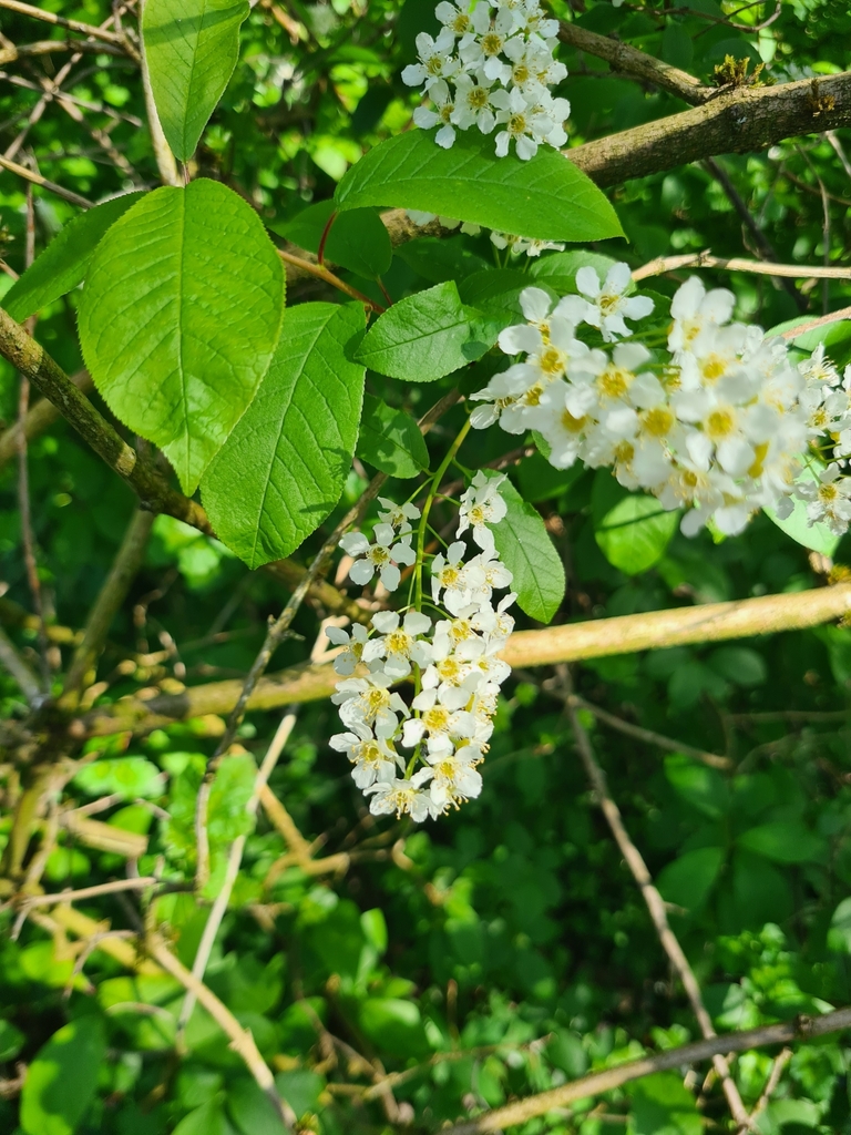 bird cherry from Eccles, Manchester, UK on April 10, 2025 at 03:43 PM ...