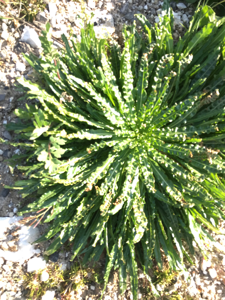 Weld from Didcot on April 10, 2025 at 05:13 PM by potatosoup · iNaturalist