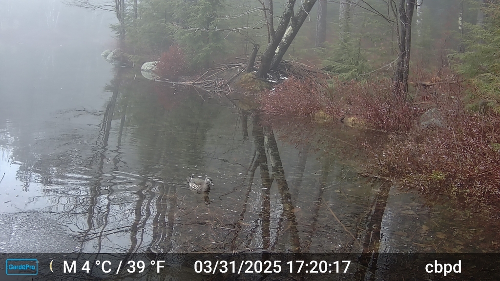 Wood Duck from Antrim, NH 03440, USA on March 31, 2025 at 05:20 PM by ...